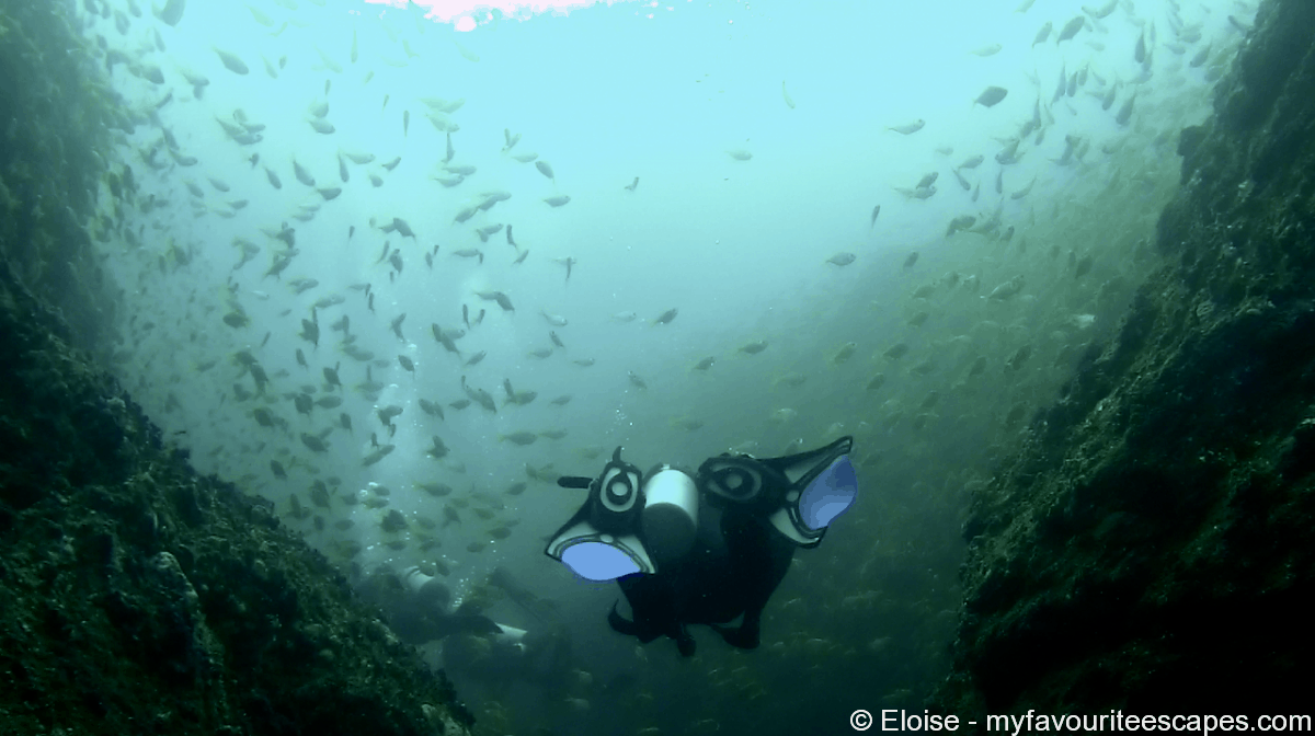 Scuba diving Byron Bay: why Julian Rocks is a must-do
