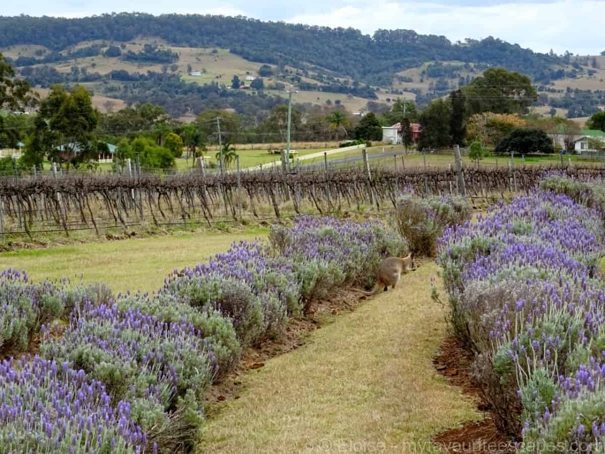 A romantic afternoon in a vineyard and lavender farm near Brisbane ...
