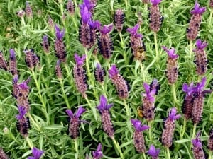 A romantic afternoon in a vineyard and lavender farm near Brisbane ...