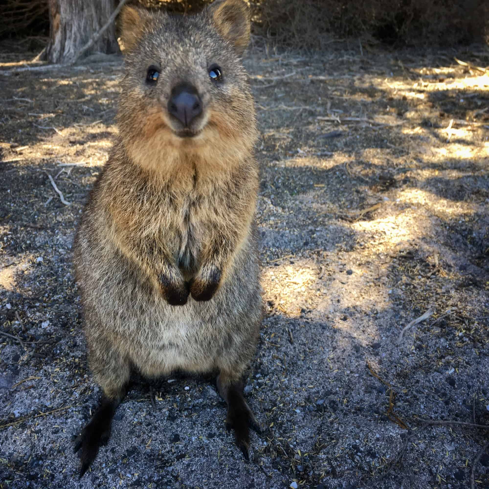 A memorable Rottnest Island day trip itinerary for nature lovers [map ...