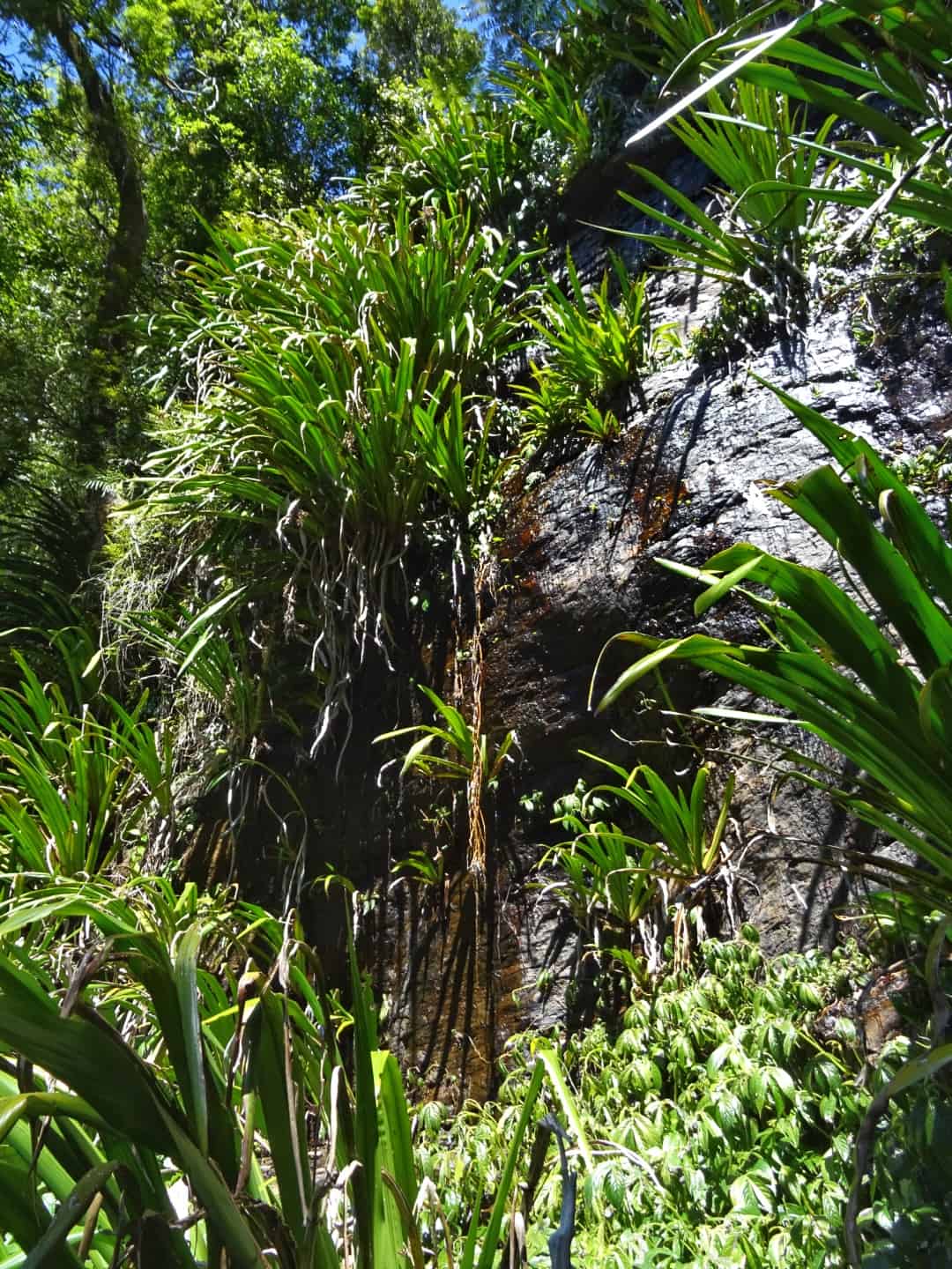 Border Ranges National Park camping and hiking: Tips to plan your trip