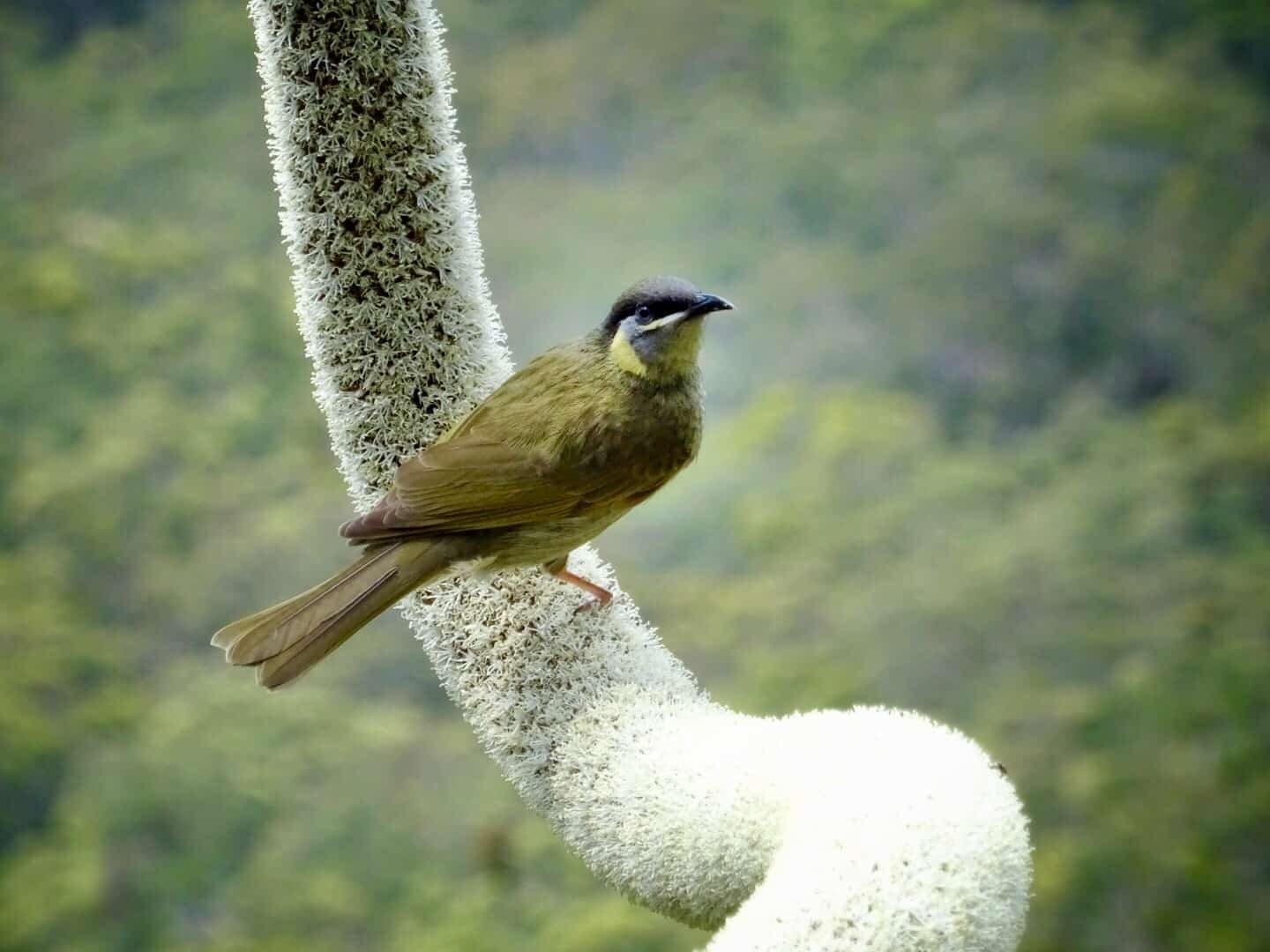 Border Ranges National Park camping and hiking: Tips to plan your trip