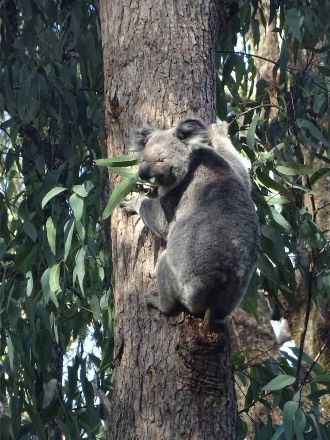 Border Ranges National Park camping and hiking: Tips to plan your trip