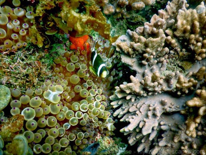 Scuba diving Cook Island: a beautiful coral reef near the Gold Coast