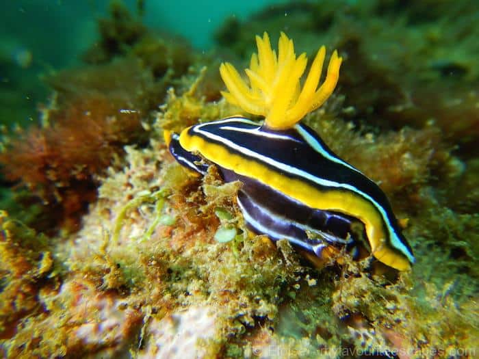 Scuba diving Cook Island: a beautiful coral reef near the Gold Coast