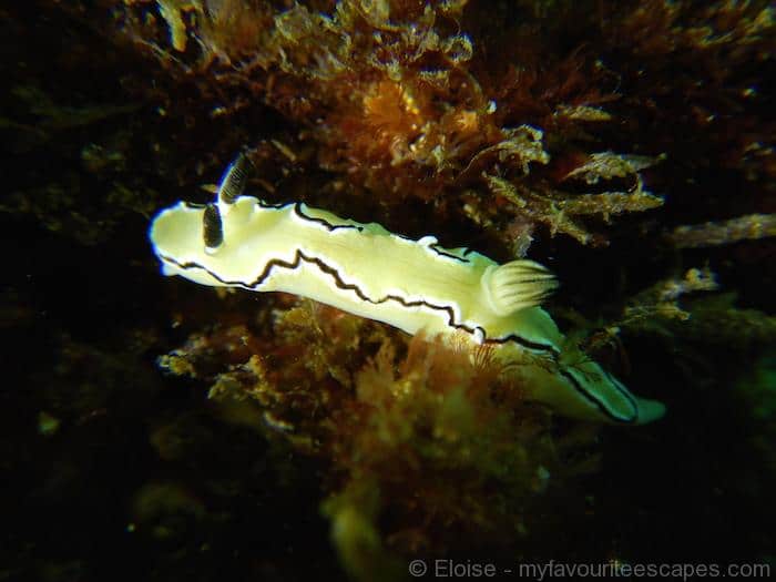 Scuba diving Cook Island: a beautiful coral reef near the Gold Coast