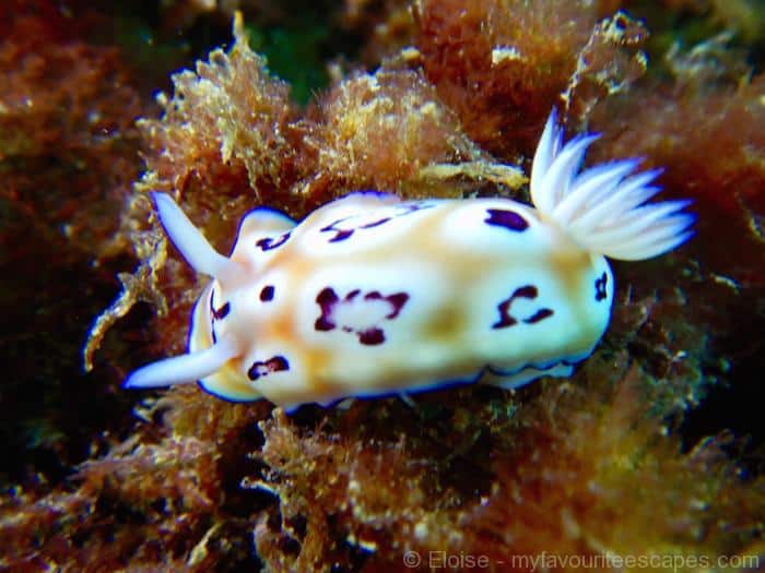 Scuba diving Cook Island: a beautiful coral reef near the Gold Coast