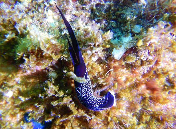 Scuba diving Cook Island: a beautiful coral reef near the Gold Coast