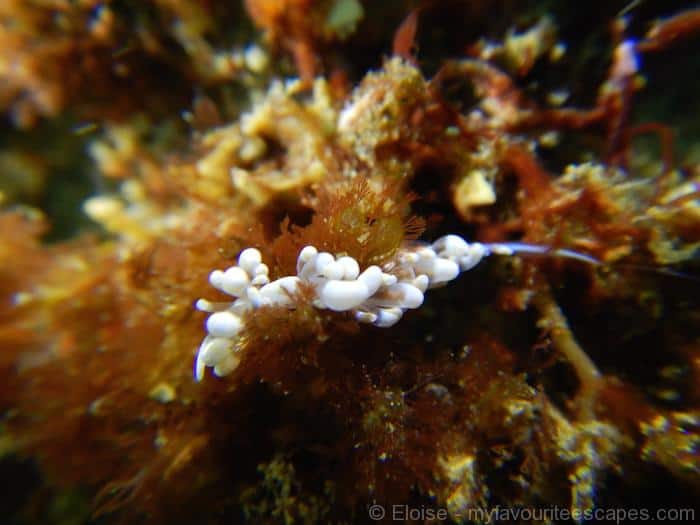 Scuba diving Cook Island: a beautiful coral reef near the Gold Coast