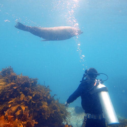 Scuba diving Australia: the best scuba diving sites on the East Coast