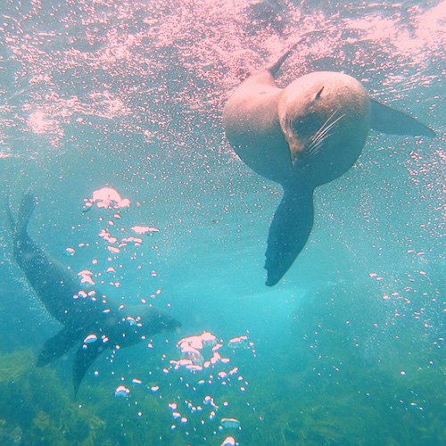 Swimming with seals: our Narooma and Barunguba (Montague Island) experience