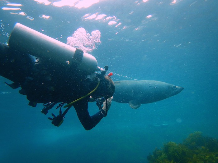 Underwater photography tips for beginners: from the best underwater ...