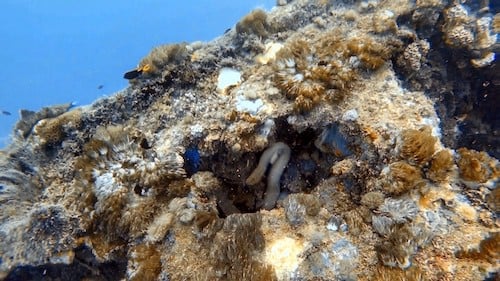 SS Yongala Dive Guide: Crucial Tips to Plan Your SS Yongala Wreck Trip