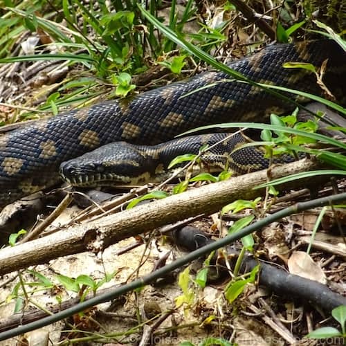 How to visit Natural Bridge Glow Worms Cave - a magical experience