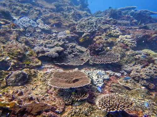 Why all Brisbane divers should go diving Flinders Reef - My Favourite ...