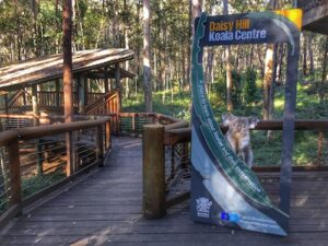 Where to see koalas in Brisbane: We spotted a few at some of these spots!