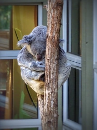 Why Daisy Hill Koala Centre is the best Brisbane Koala Sanctuary - My ...