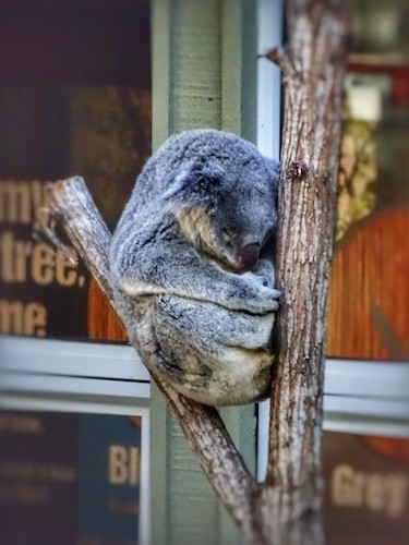 Why Daisy Hill Koala Centre is the best Brisbane Koala Sanctuary - My ...