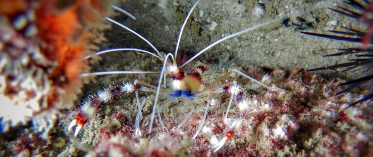 Shore dive and snorkel at Kirra Reef (Gold Coast): what you need to know