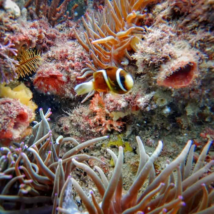 Shore dive and snorkel at Kirra Reef (Gold Coast): what you need to know