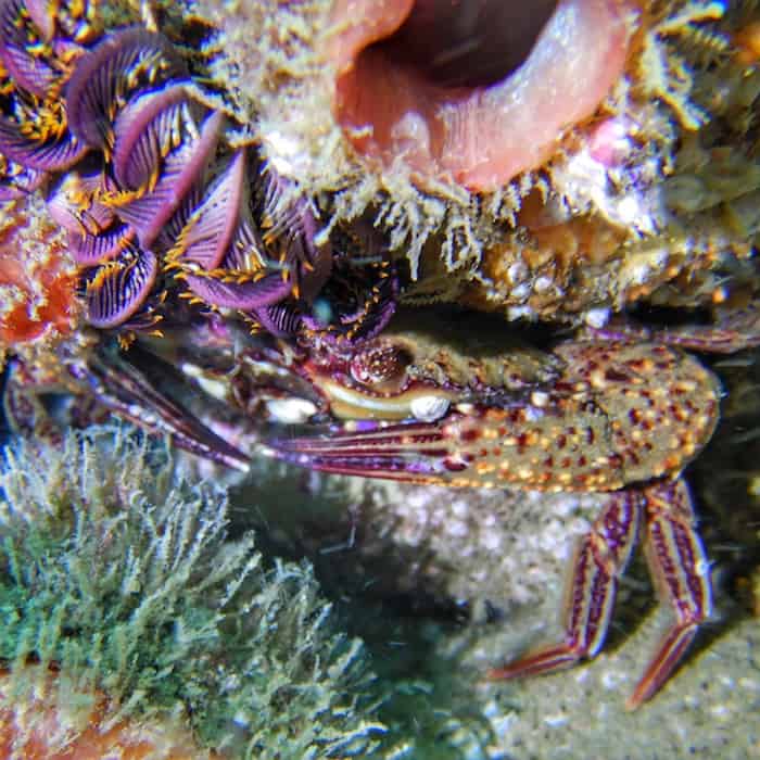 Shore dive and snorkel at Kirra Reef (Gold Coast): what you need to know