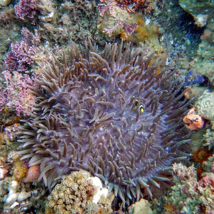 Shore dive and snorkel at Kirra Reef (Gold Coast): what you need to know