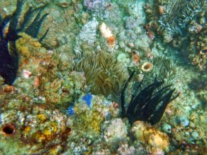 Shore dive and snorkel at Kirra Reef (Gold Coast): what you need to know
