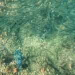 Shore dive and snorkel at Kirra Reef (Gold Coast): what you need to know