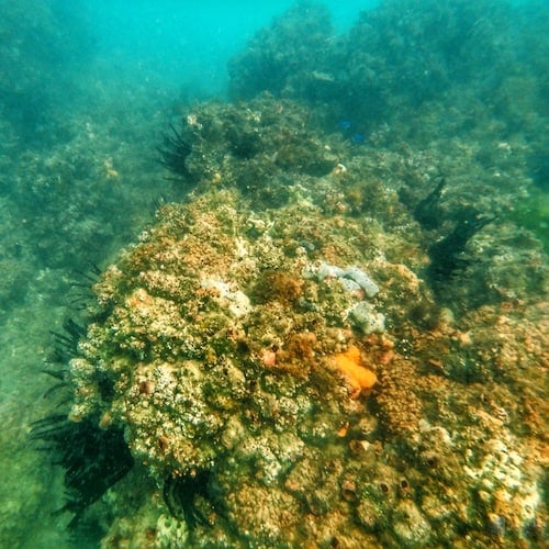 Shore dive and snorkel at Kirra Reef (Gold Coast): what you need to know
