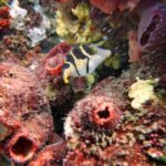 Shore dive and snorkel at Kirra Reef (Gold Coast): what you need to know