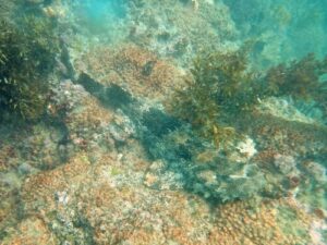 Shore dive and snorkel at Kirra Reef (Gold Coast): what you need to know