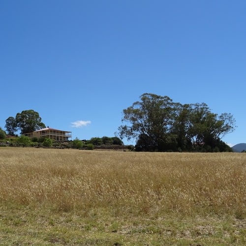 Beautiful sunflower fields: Brisbane to Allora countryside road trip ...