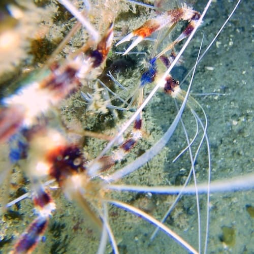 Tips to dive Tweed Heads, a shore dive near the Gold Coast