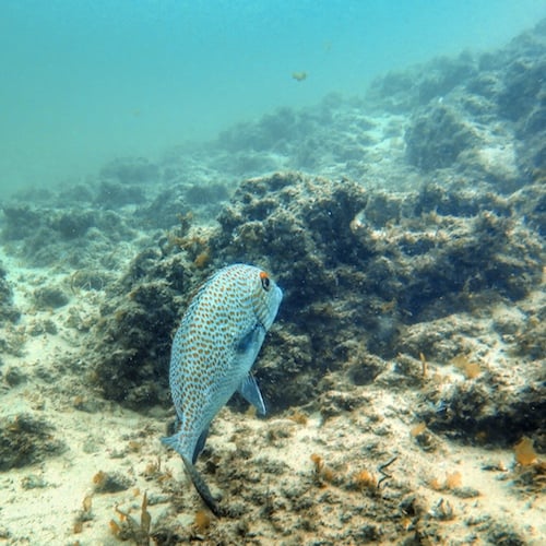 Tips to dive Tweed Heads, a shore dive near the Gold Coast