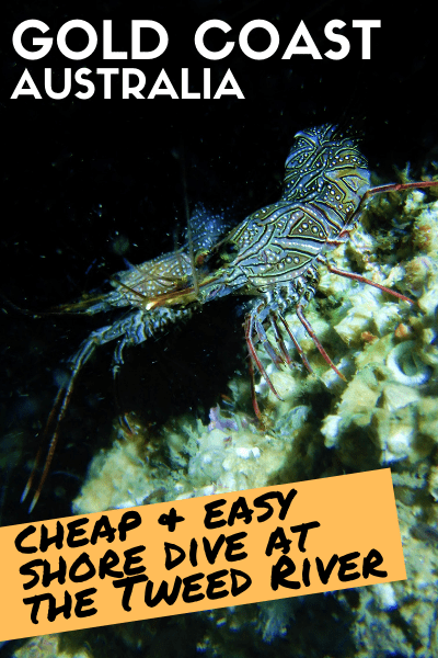 Tips to dive Tweed Heads, a shore dive near the Gold Coast