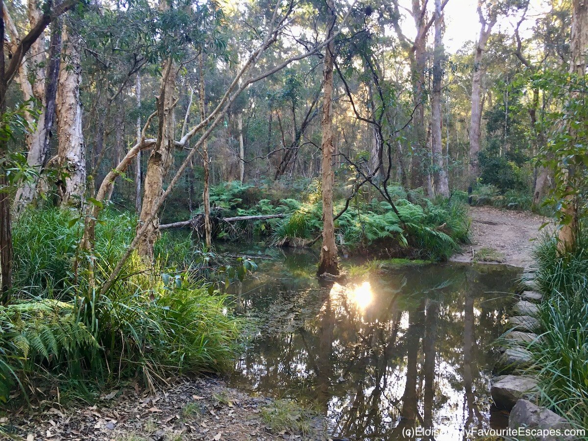 15+ short walks near Brisbane: the best nature options for a quick trip