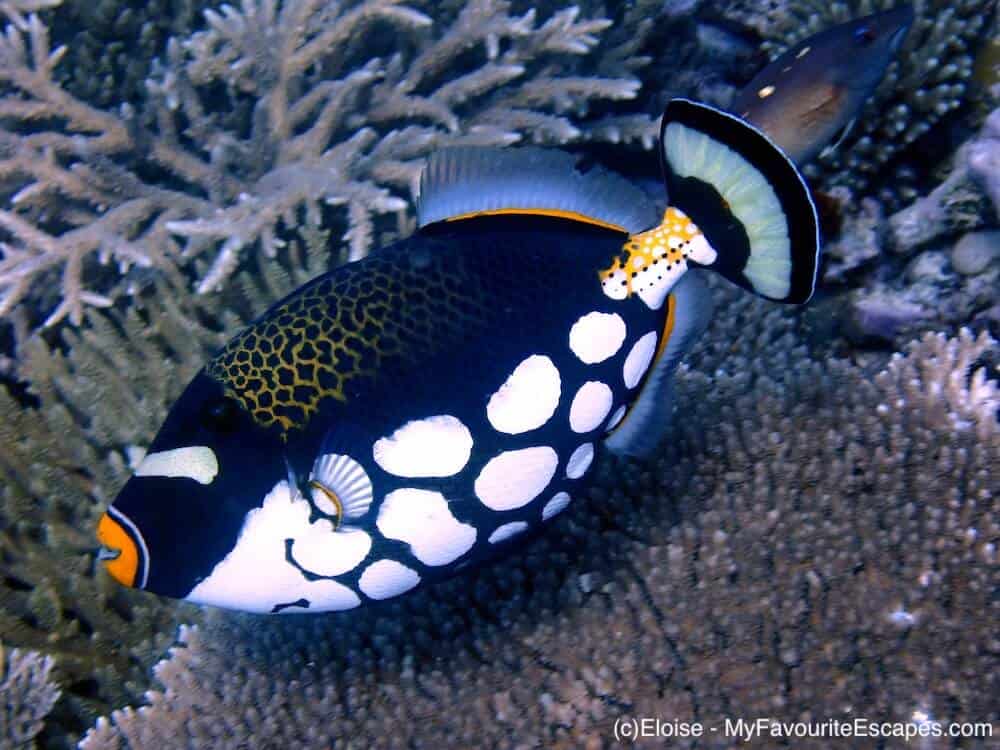 Is it worth scuba diving Lady Musgrave Island on the Great Barrier Reef?