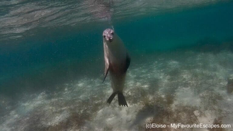 Our incredible experience in Baird Bay: swim with sea lions and dolphins