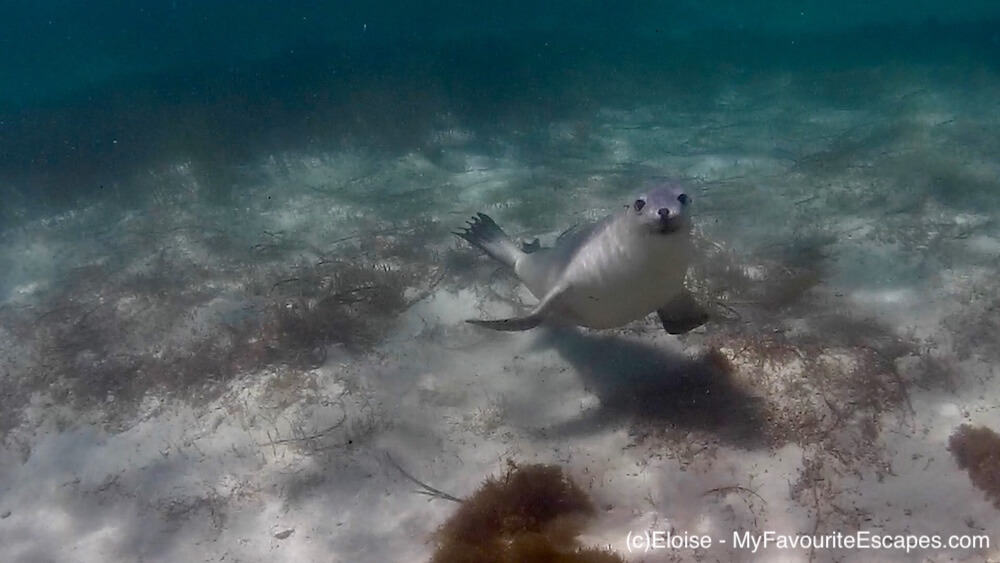 Our incredible experience in Baird Bay: swim with sea lions and dolphins