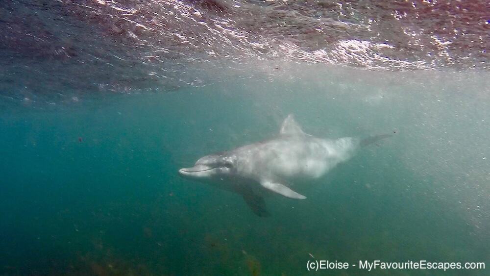 Our incredible experience in Baird Bay: swim with sea lions and dolphins