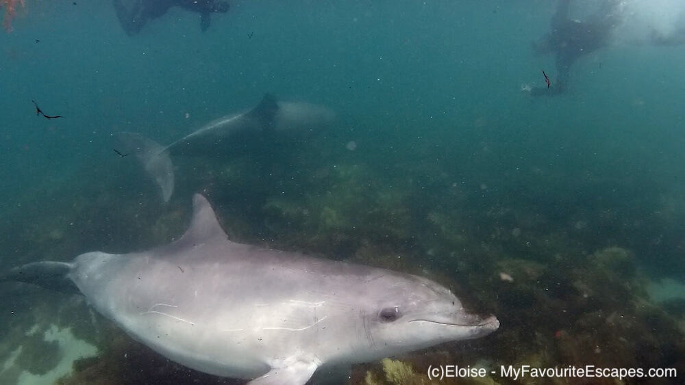 Our incredible experience in Baird Bay: swim with sea lions and dolphins