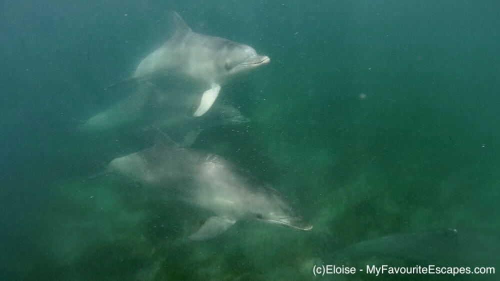 Our incredible experience in Baird Bay: swim with sea lions and dolphins