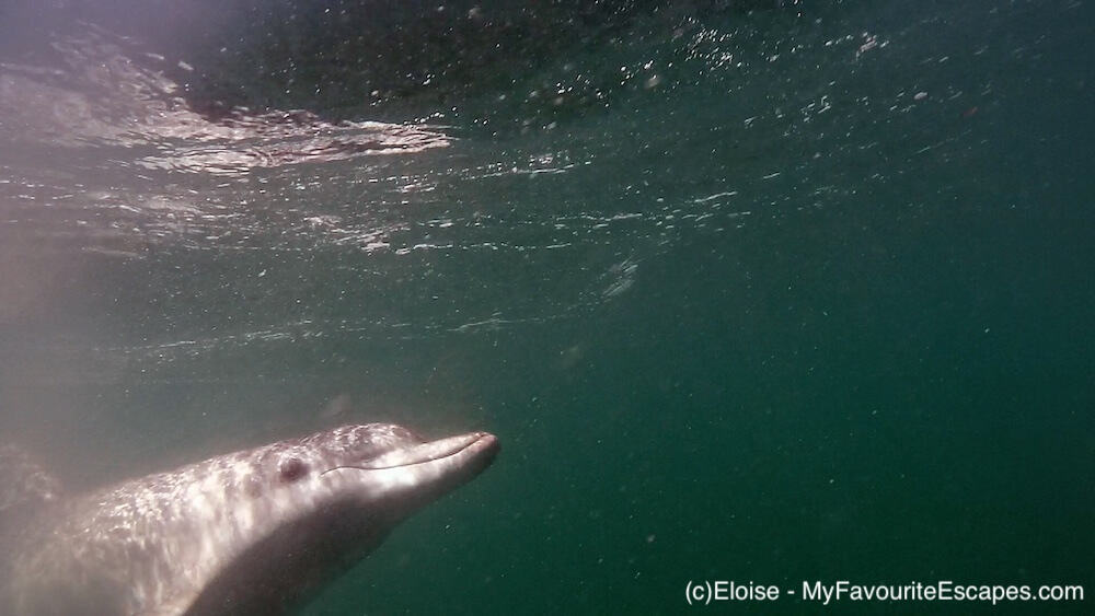 Our incredible experience in Baird Bay: swim with sea lions and dolphins