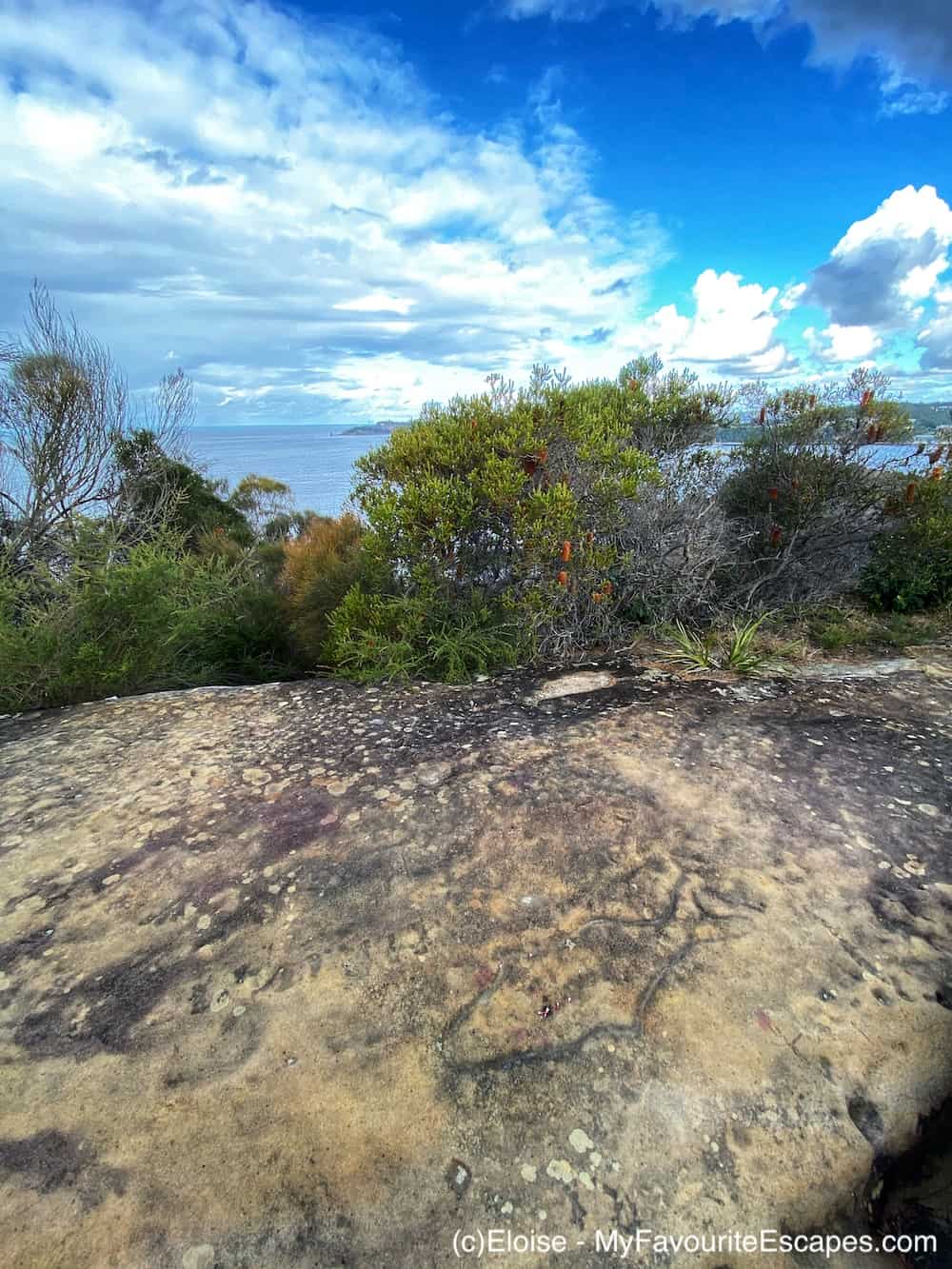 Manly to Spit Bridge walk: the best walk from Sydney CBD for nature ...