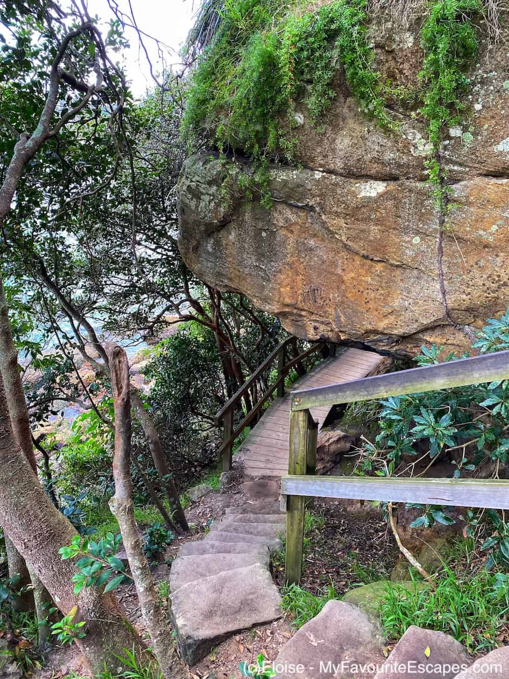 Manly to Spit Bridge walk: the best walk from Sydney CBD for nature ...