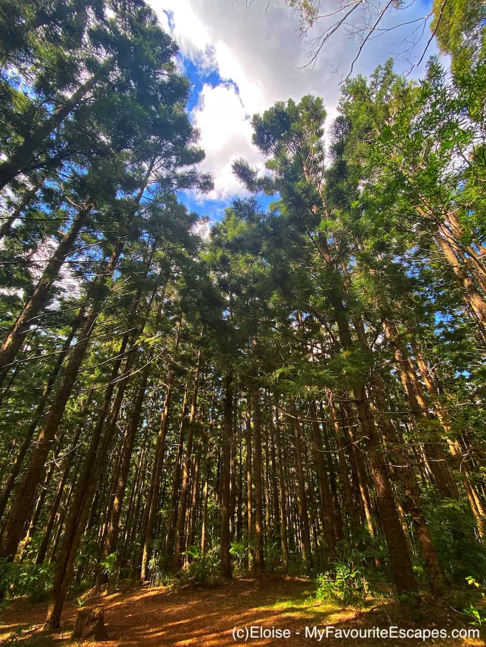 Tips to visit Somerset Lookout in D'Aguilar National Park - My ...