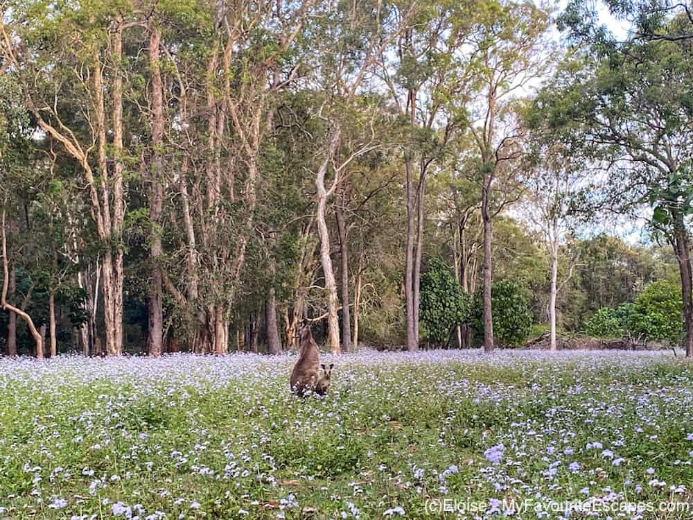 Coombabah Lake Conservation Park: see wild kangaroos and koalas on the ...