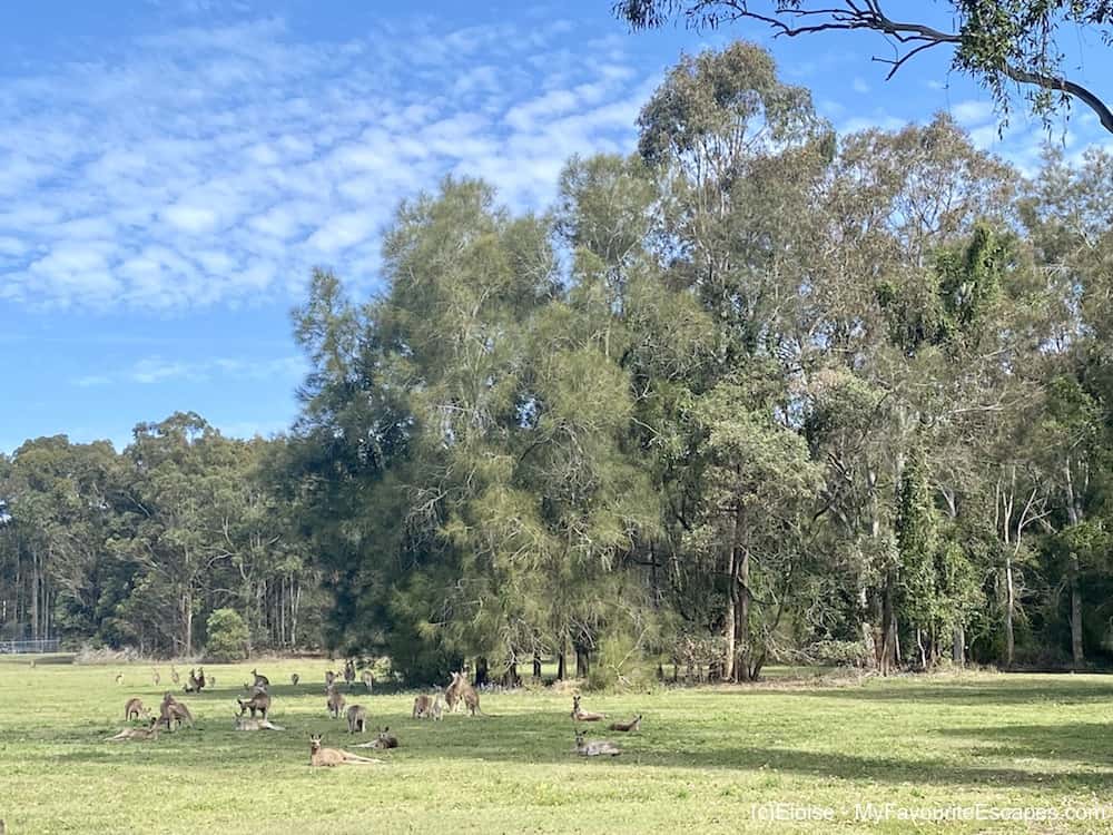 Coombabah Lake Conservation Park: see wild kangaroos and koalas on the ...
