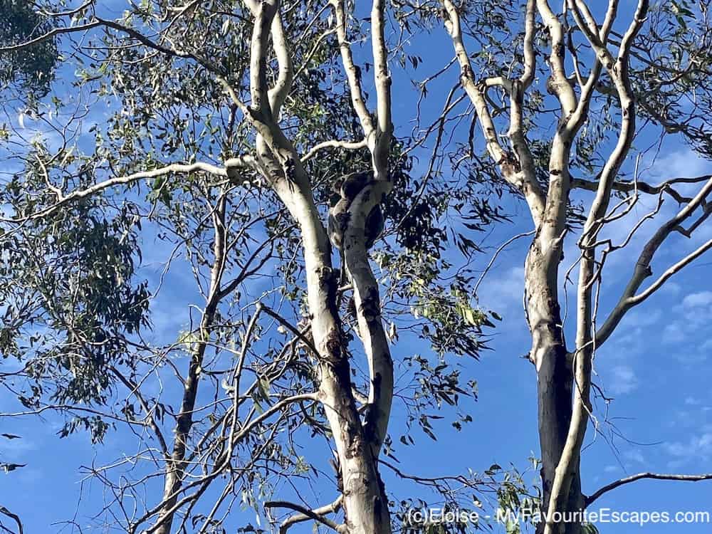 Where to see koalas in Brisbane: We spotted a few at some of these spots!