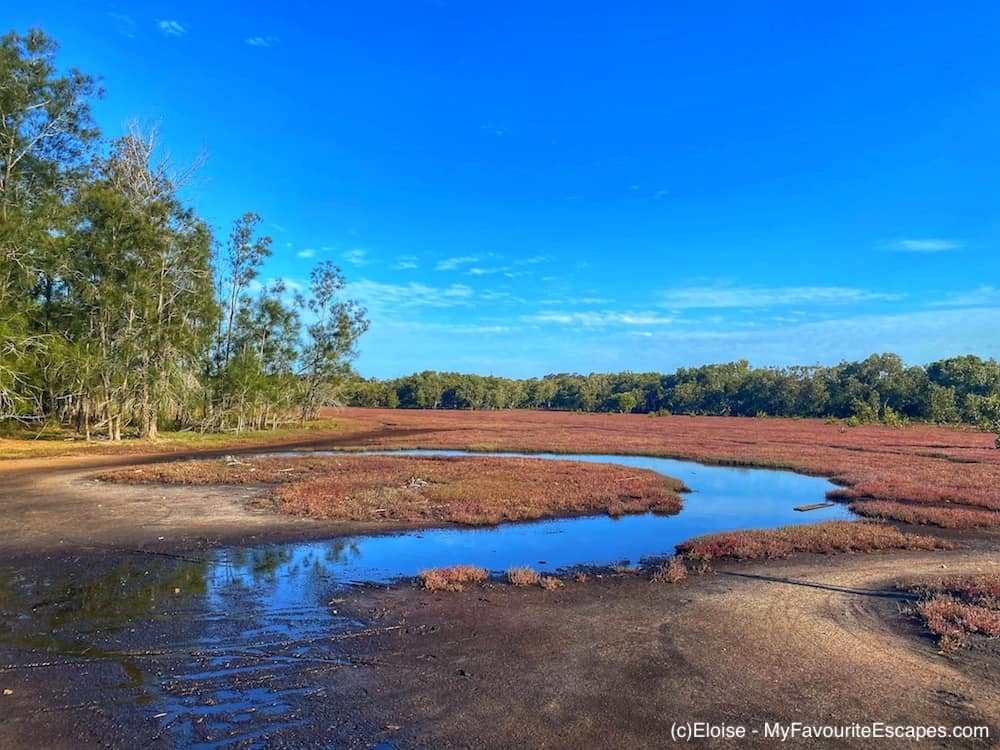 Coombabah Lake Conservation Park: see wild kangaroos and koalas on the ...